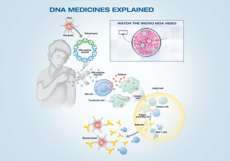 INOVIO_Optimized-Plasmid-DNA-MEDICINE-EXPLAINED-IMAGE | INOVIO ...